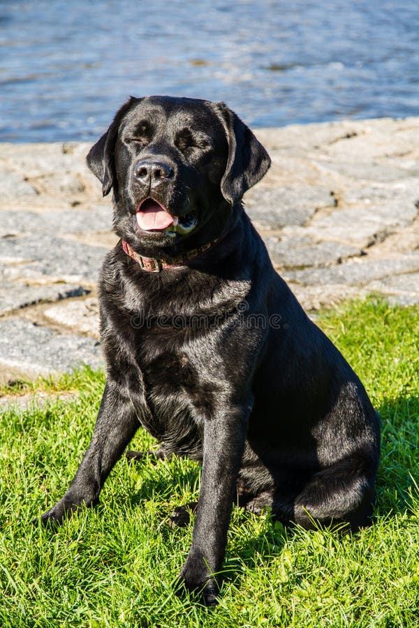 Labrador Dog Sitting on Grass with River Behind Stock Photo - Image of ...