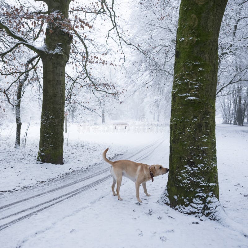 Labrador Dog Sniffs Tree in Winter Snow Forest Landscape Stock Photo ...
