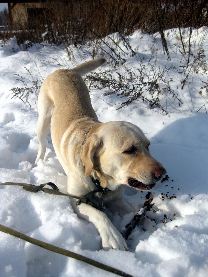 Labrador dog in snow stock image. Image of wintertime - 13438559