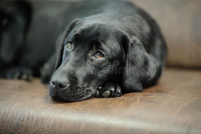 Labrador dog on sofa stock photo. Image of animal, young - 157063170