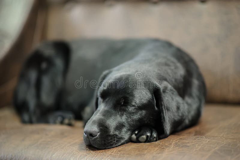 Labrador dog on sofa stock photo. Image of doggy, expression - 157063230