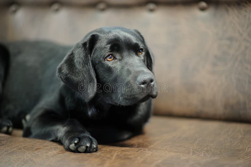 Labrador dog on sofa stock image. Image of expression - 157063235