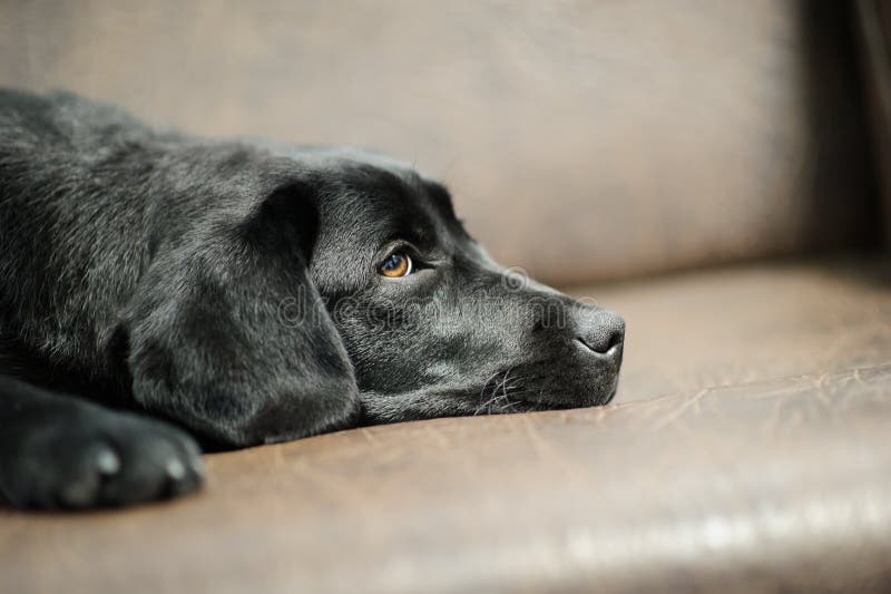 Labrador dog on sofa stock image. Image of young, domestic - 157063291
