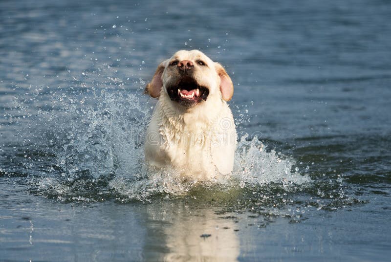 Labrador dog in the spray stock image. Image of motion - 115312883