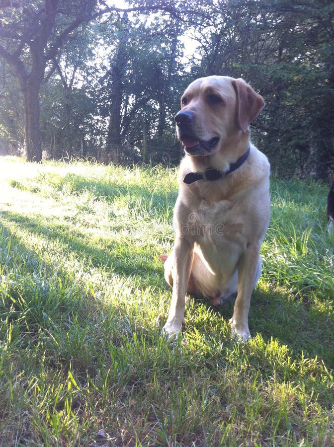 Yellow Labrador in the Sunlight Stock Photo - Image of yellow, labrador ...