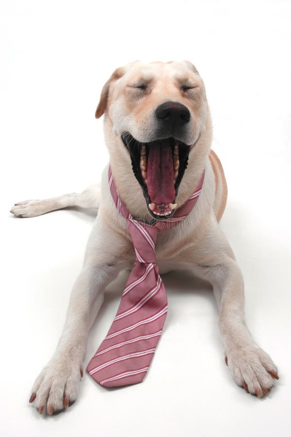 Labrador dog with tie stock image. Image of dressed, loyalty - 12307589