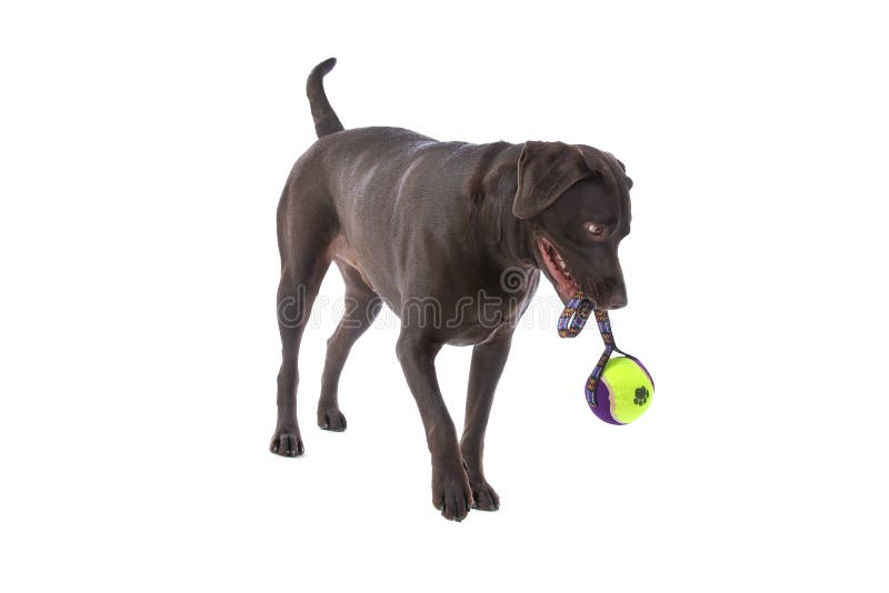 1,145 Labrador Dog Stand Stock Photos - Free & Royalty-Free Stock ...
