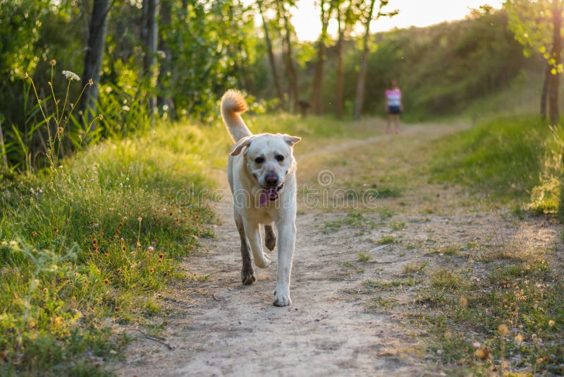 Labrador Dog Walking Along a Path in the Mountain Stock Photo - Image ...