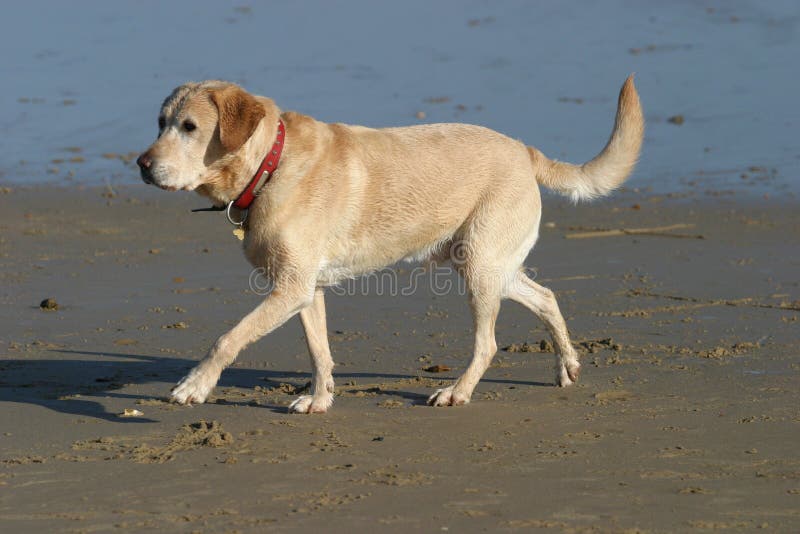 Labrador Dog Walking on Beach Stock Photo - Image of canine, walking: 92936