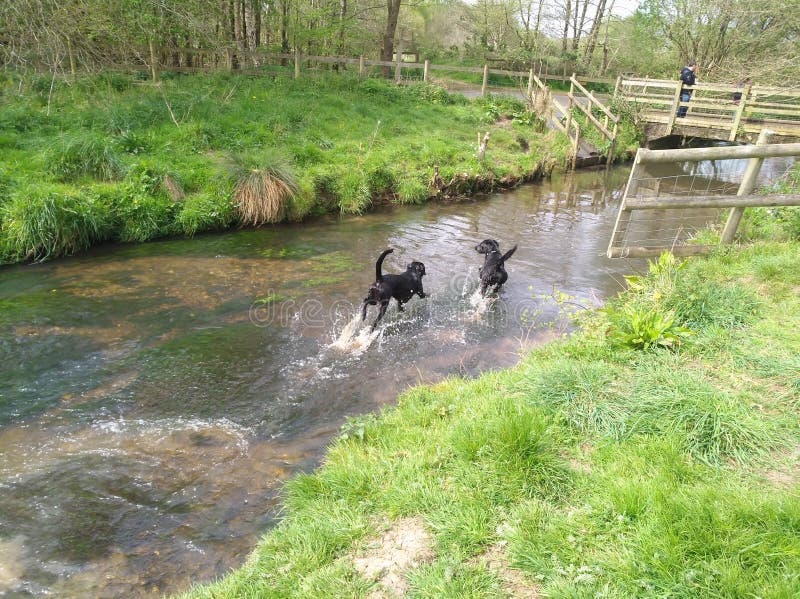 Labrador dog walking water stock photo. Image of waterway - 90617960