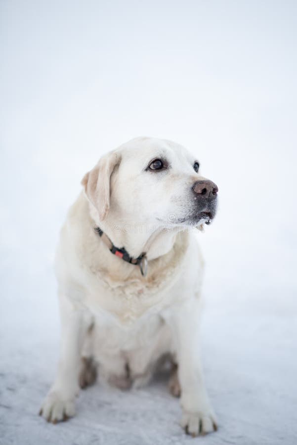 Labrador Dog in Winter. Labrador in the Snow Stock Image - Image of ...