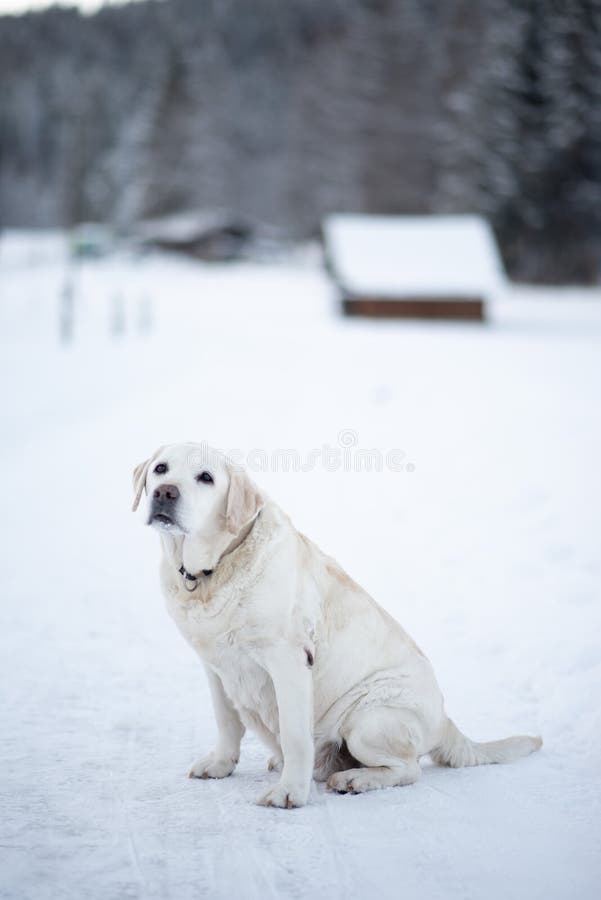 Labrador Dog in Winter. Labrador in the Snow Stock Image - Image of ...