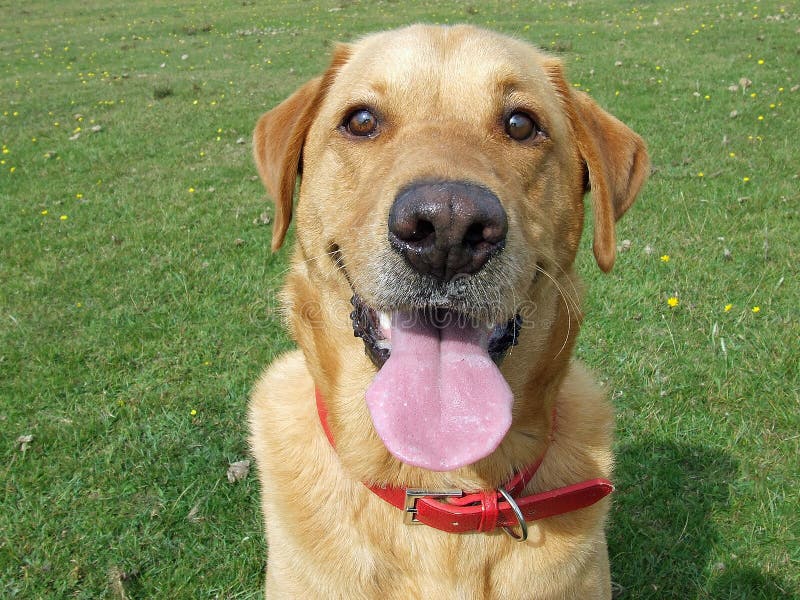 Labrador Dogs Awaiting a Command Stock Photo - Image of forward ...