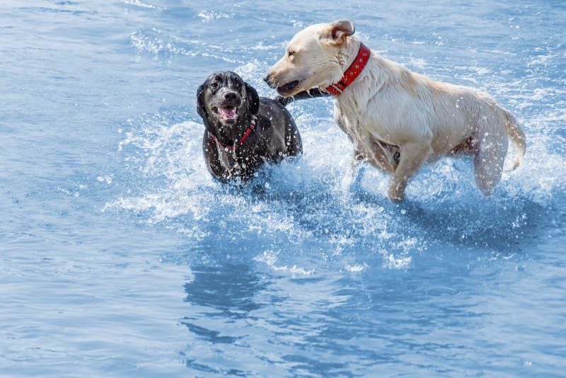 Labrador Dogs Enjoying Shallow Water Stock Photo - Image of play ...