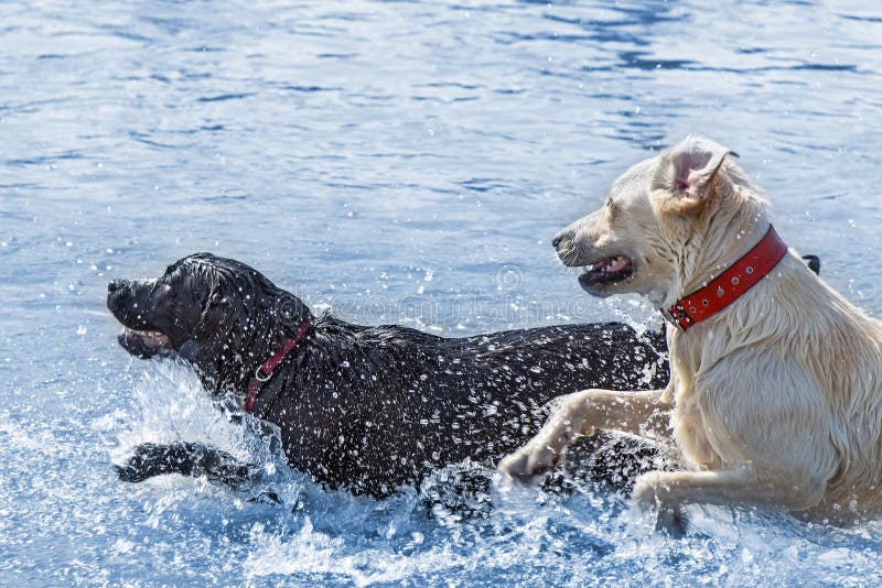Labrador Dogs Enjoying Water Stock Photo - Image of black, nature: 77433082