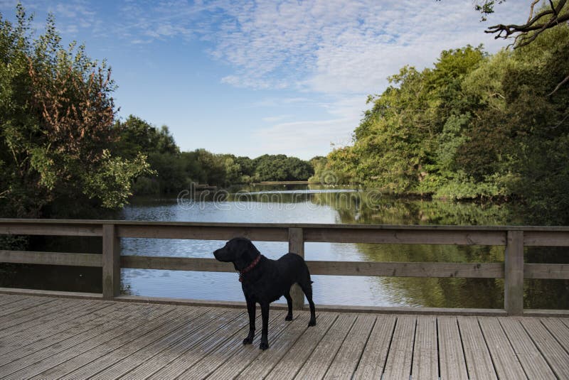 Labrador dogs at the lake stock photo. Image of labrador - 74844968