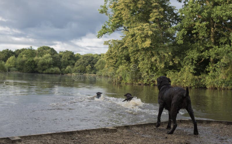 Labrador dogs at the lake stock image. Image of countryside - 75118273