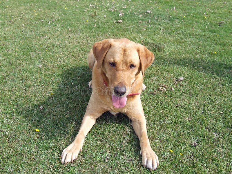 Labrador Dogs Laying Down Legs Apart Stock Image - Image of close ...