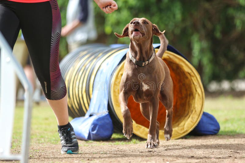 Labrador Doing Agility with Her Owner Editorial Stock Image - Image of ...