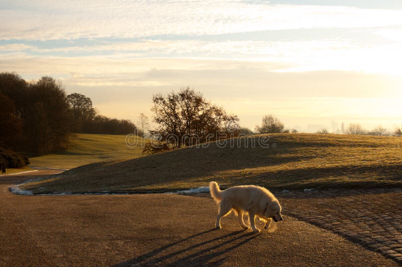 Labrador on Early Morning Walk Stock Photo - Image of puppies, outdoor ...