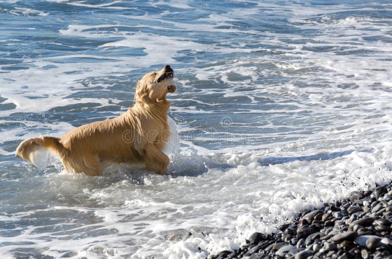 Mar de Labrador foto de archivo. Imagen de cubo, perro - 28555546