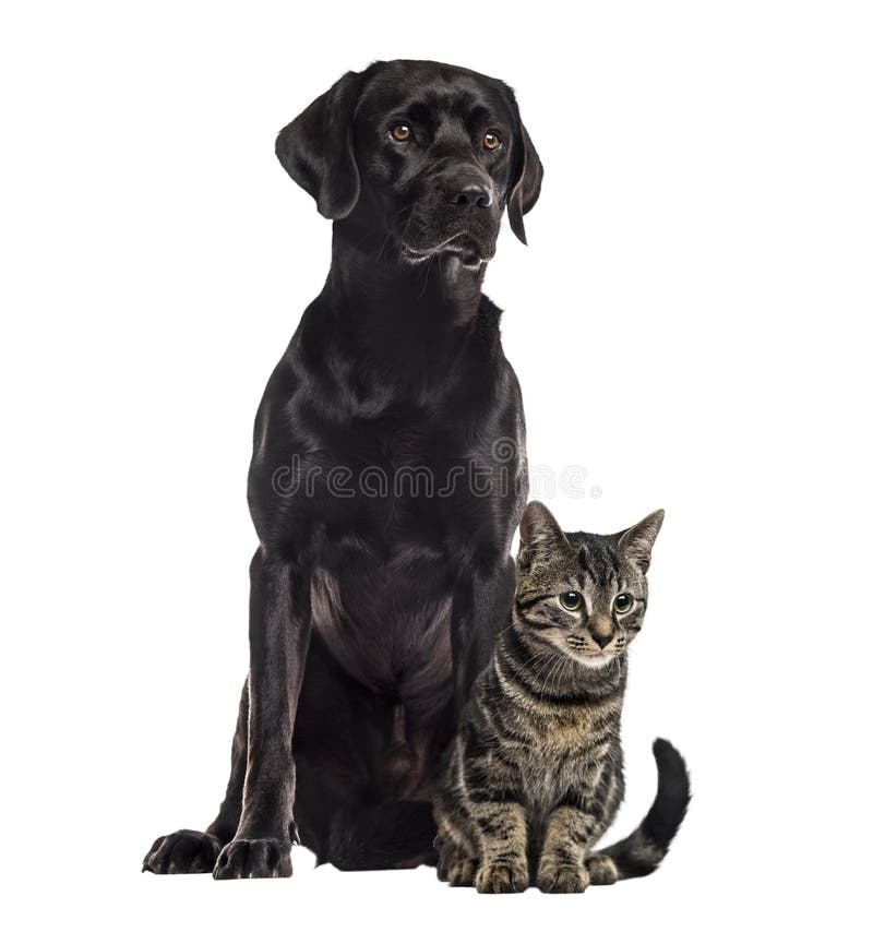 Labrador and European Cat Sitting, Isolated Stock Image - Image of ...
