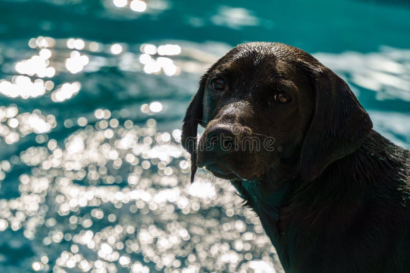Black Labrador Dog Excited To Swim in the Pool Stock Photo - Image of ...