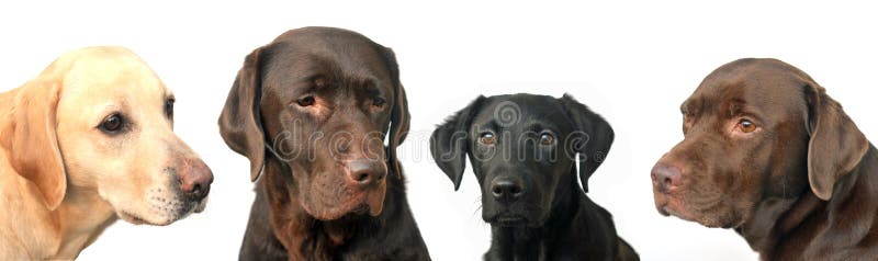 Labrador family stock image. Image of family, four, labrador - 36532841