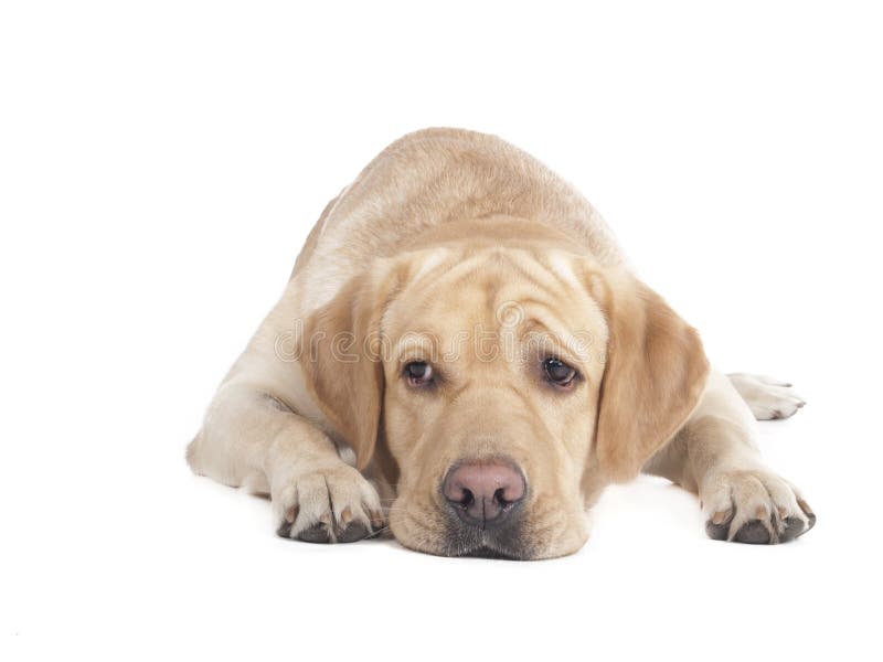 Sad eyes of big white dog stock photo. Image of close - 30923162