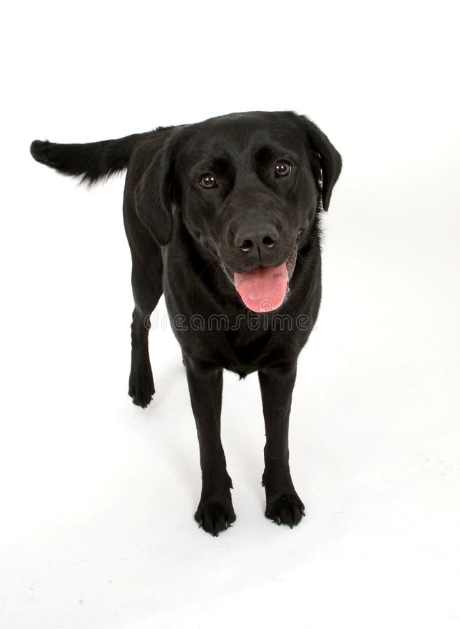 Labrador feliz foto de archivo. Imagen de amoroso, soporte - 5469662