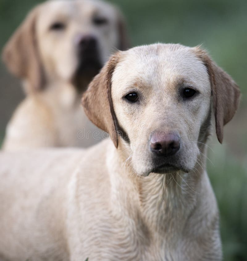 Labrador in a Field of Corn Stock Image - Image of labrador, corn ...