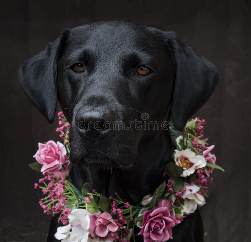Labrador in Flower Crown Collar Stock Image - Image of collar, face ...