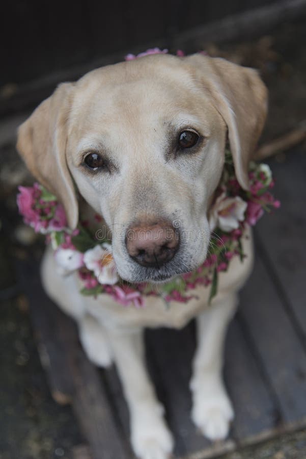 Labrador in Flower Crown Collar Stock Image - Image of creature ...