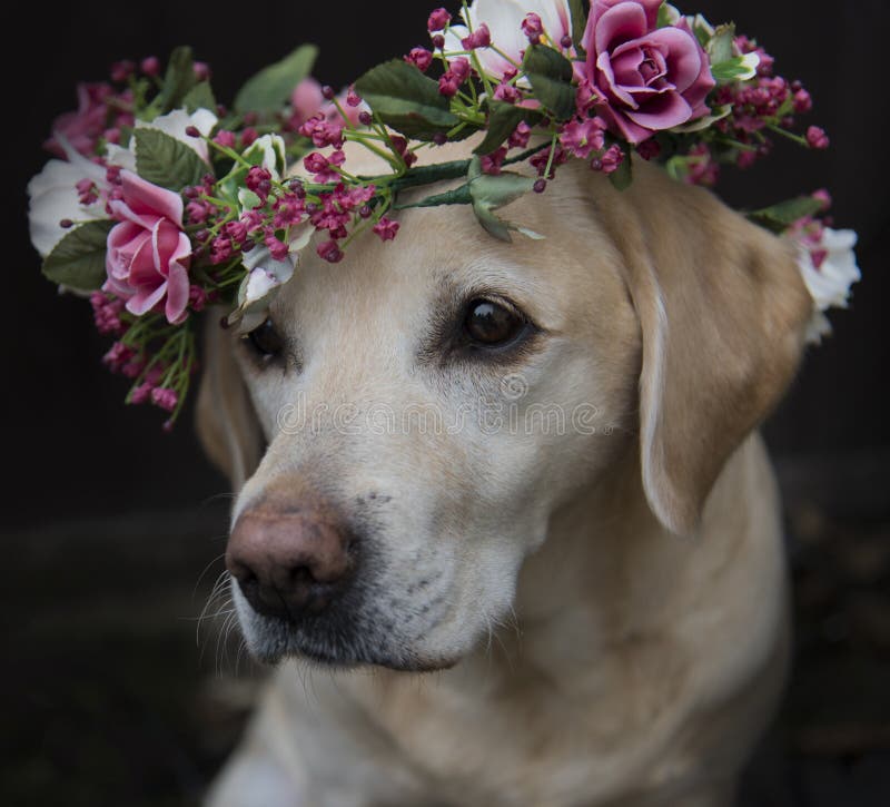 Labrador in Flower Crown Collar Stock Image - Image of beauty, female ...