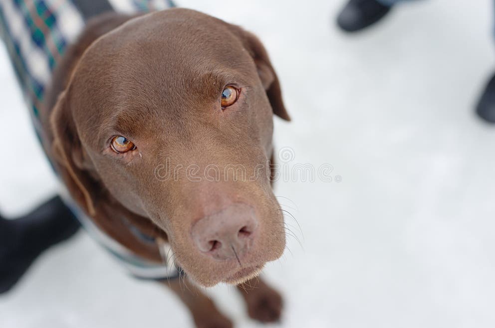 Labrador in the Snow with Faithful Eyes Stock Photo - Image of eyes ...