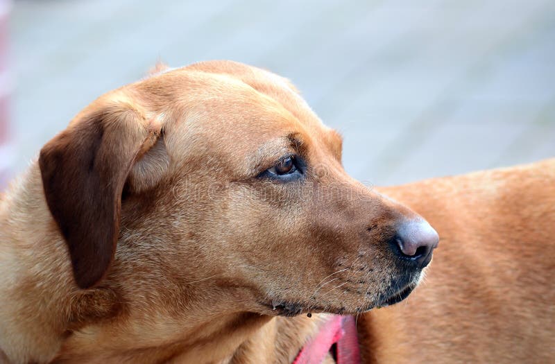 Labrador stock image. Image of labrador, profile, loyal - 40804919