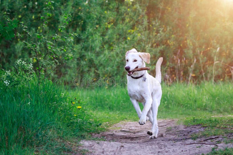 Labrador Golden Retrieve Playing Outside. Stock Photo - Image of funny ...