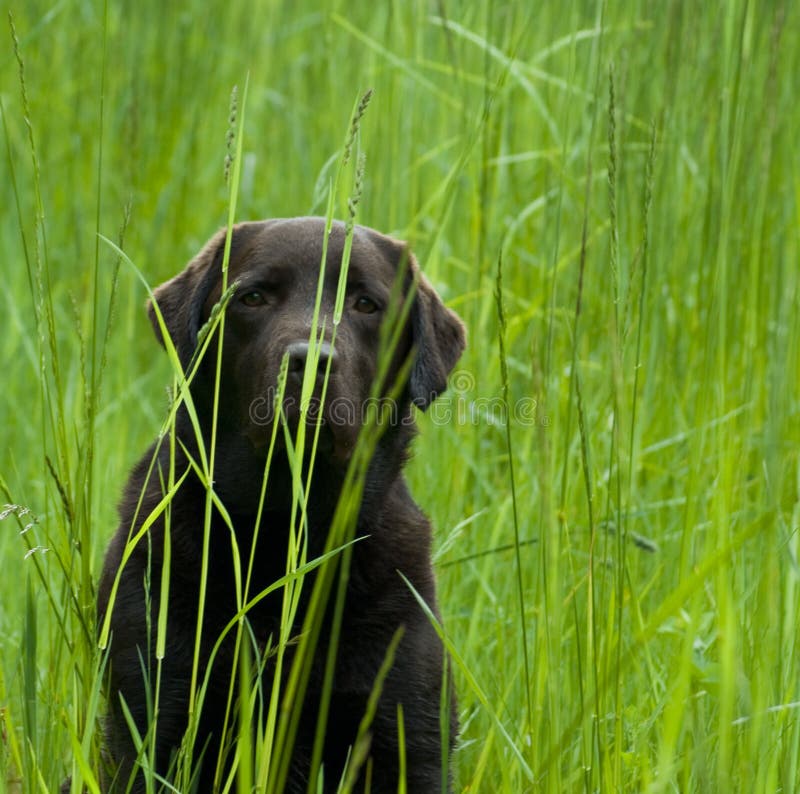 Labrador in Grass stock image. Image of intense, country - 14446079