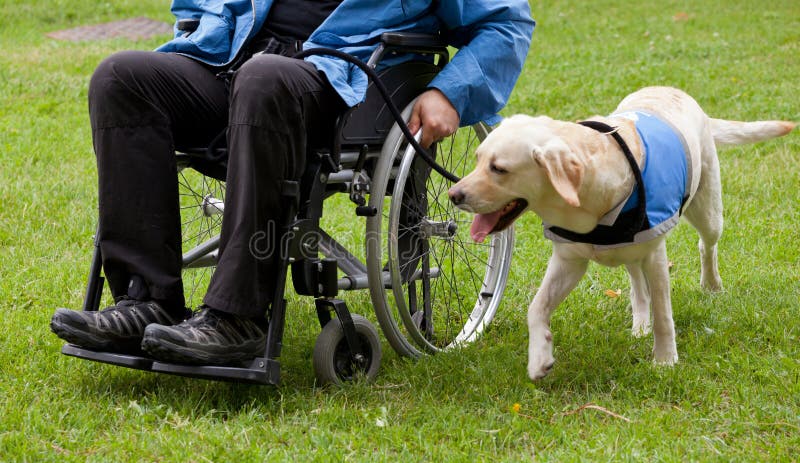 Labrador Guide Dog and His Disabled Owner Stock Image - Image of ...