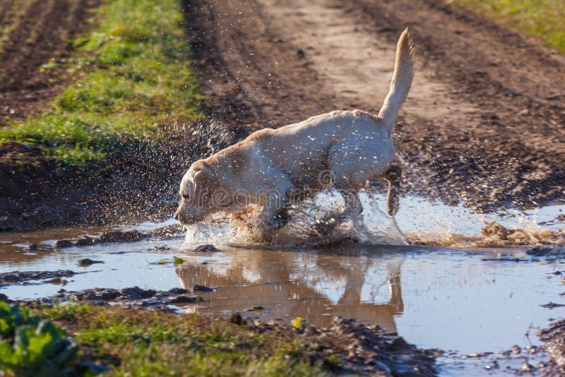 Labrador has some fun stock photo. Image of white, canine - 256128396