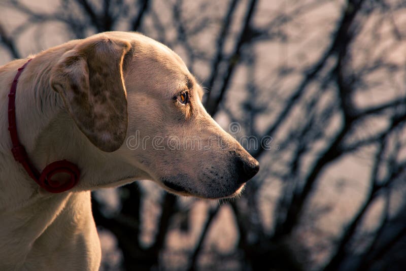 Labrador Head Looking To the Left Side. Stock Photo - Image of domestic ...