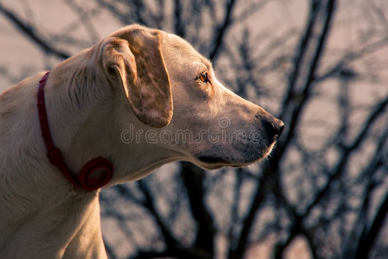 Labrador Head Looking To the Left Side. Stock Photo - Image of doggy ...