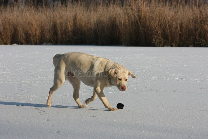 Labrador on the ice stock image. Image of retriever, puck - 7644251