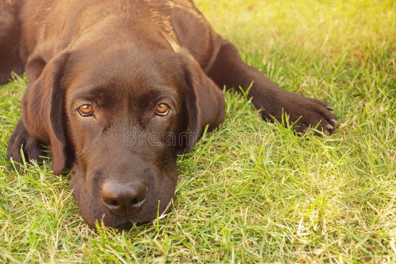 Labrador Junior Lies on Green Grass. the Dog is Looking at the Camera ...