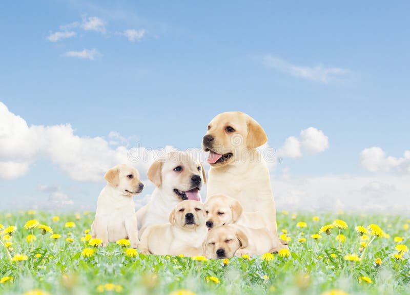 Labrador on the lawn stock photo. Image of lawn, togetherness - 68964244