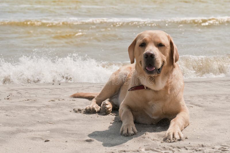 Labrador on the beach stock photo. Image of waves, walking - 1334540