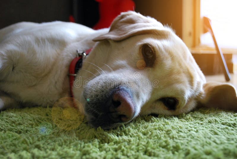 Portrait of a Blond Labrador Retriever Dog Looking at the Camera Stock ...