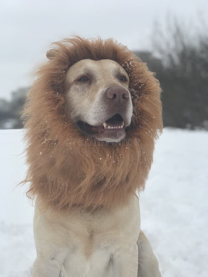 Labrador with a lion fur stock photo. Image of lion - 139776064