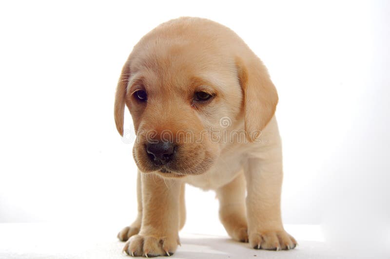Brun labrador valp fotografering för bildbyråer. Bild av hund - 23003483