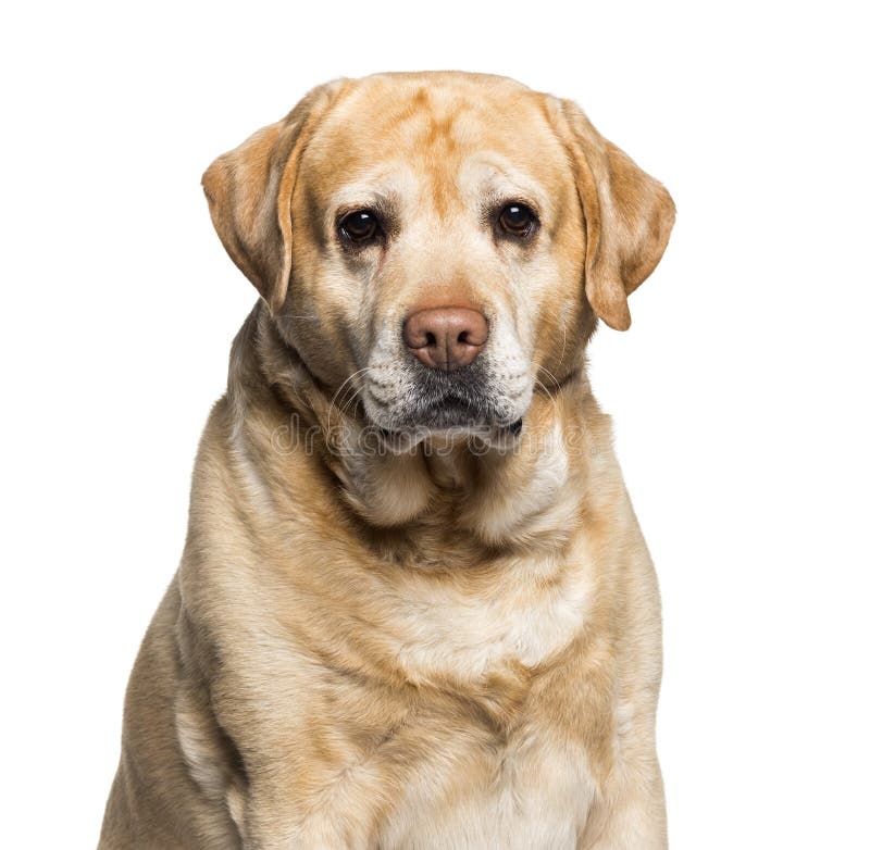 Labrador Dog Looking To His Left Stock Image - Image of brown, mammal ...